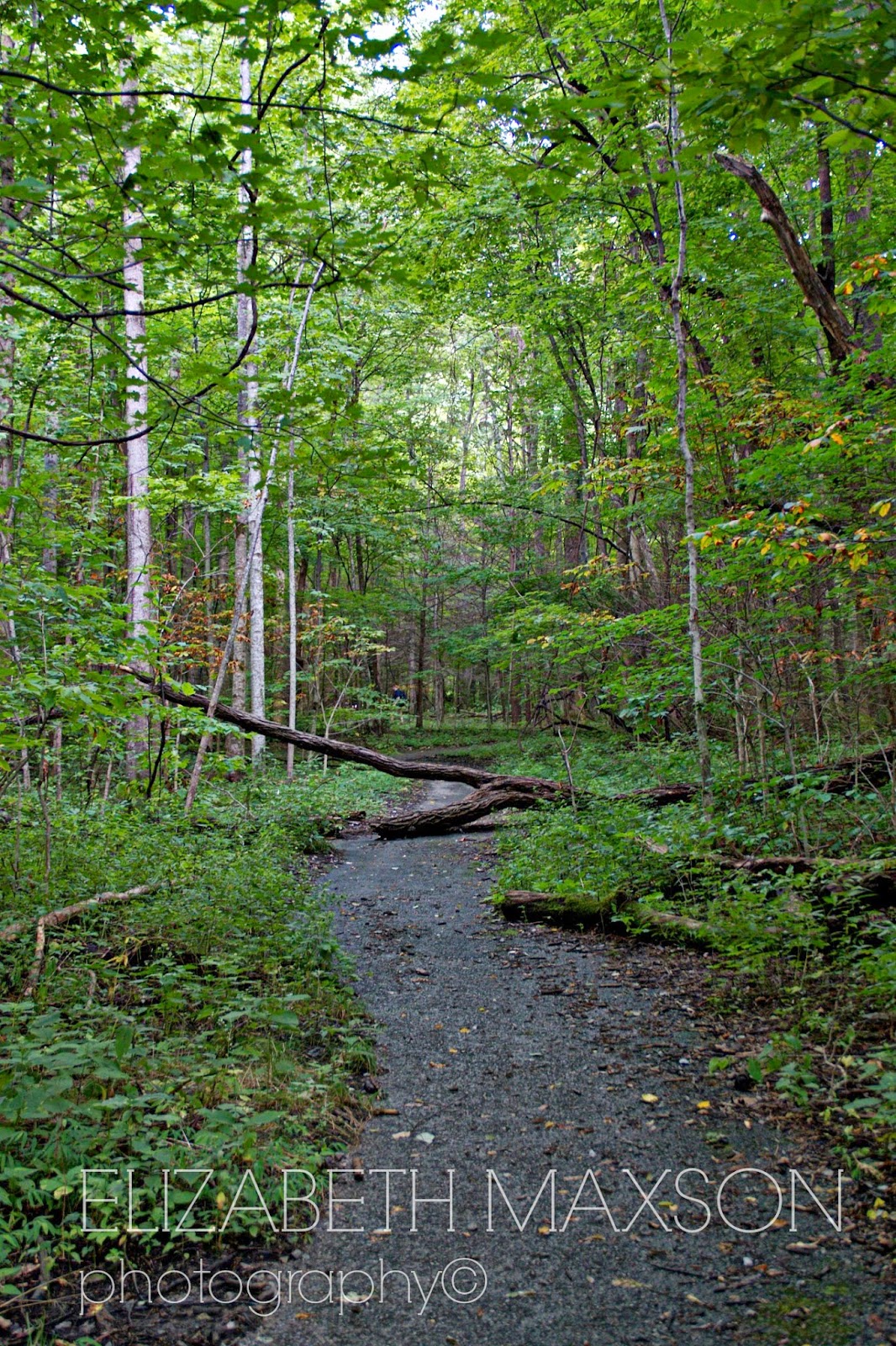 The Adventures of Elizabeth: Some Pathways Need Passing