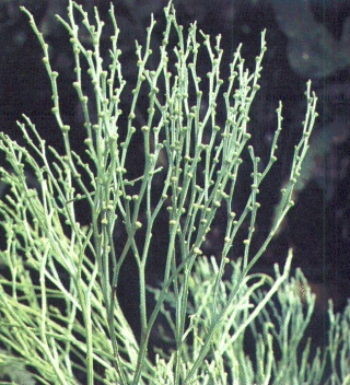 biologiku: psilophyta