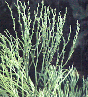 biologiku: psilophyta