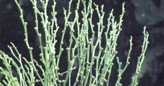 biologiku: psilophyta