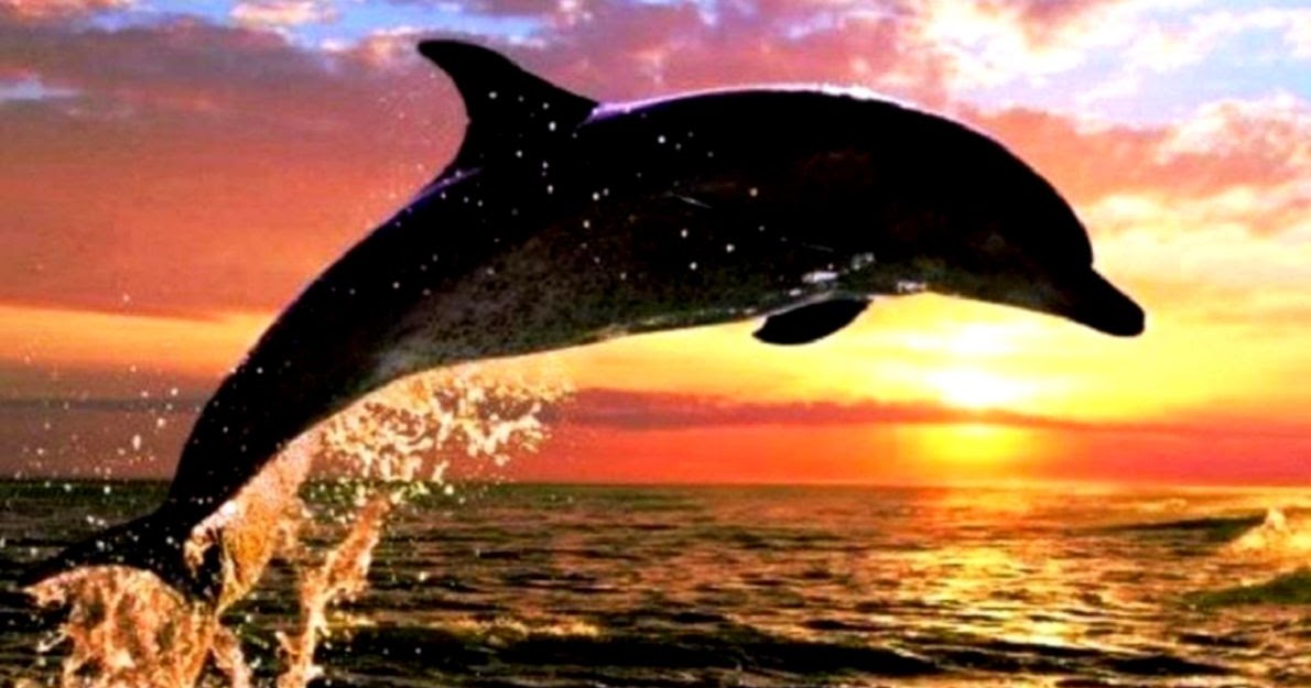 Dolphin Sunset Wallpaper | Wallpapers Gallery