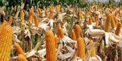 Anim Agro Technology: VARIETI JAGUNG BIJIRIN DI MALAYSIA