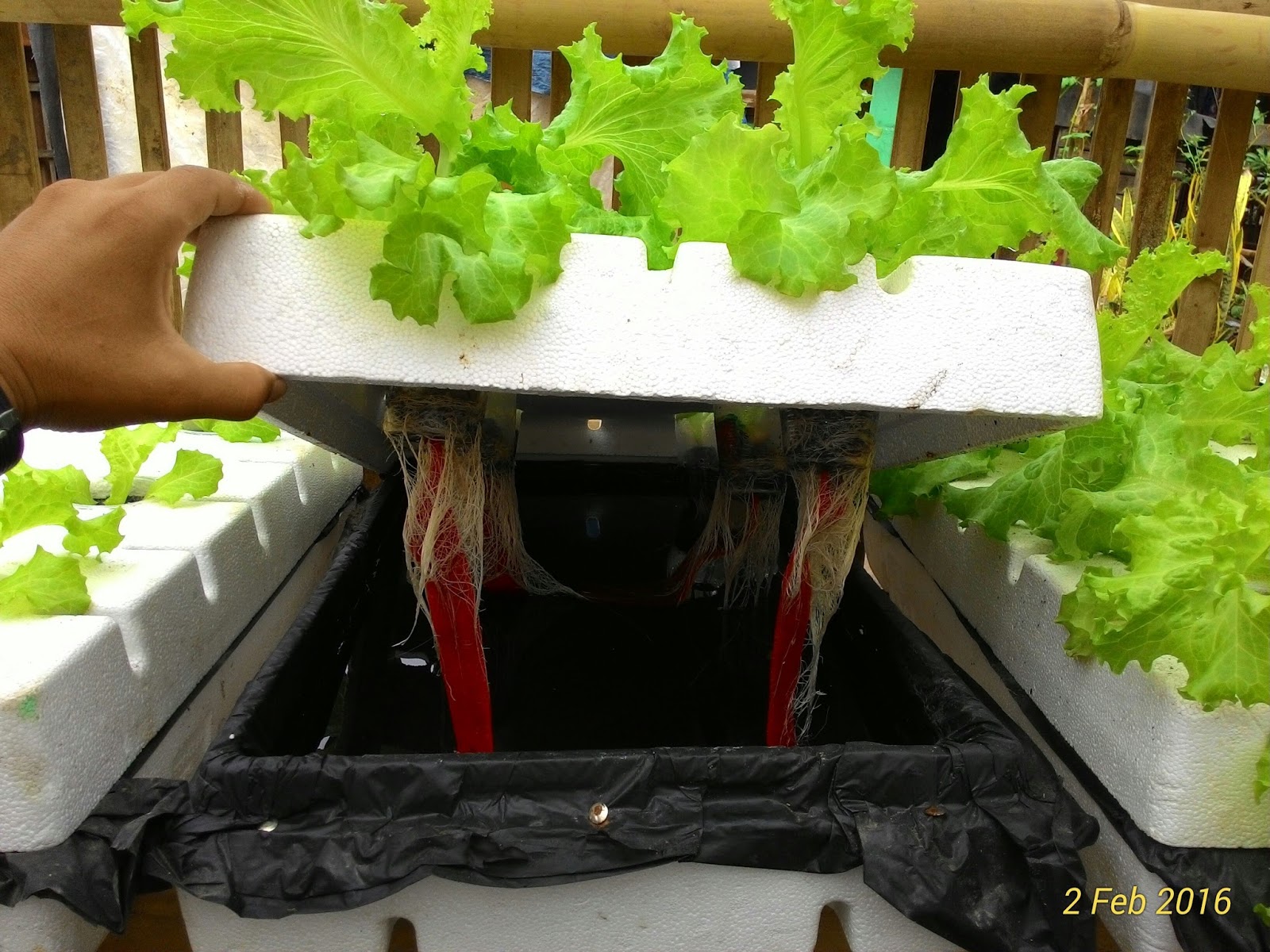 Kebun TALAS Hidroponik