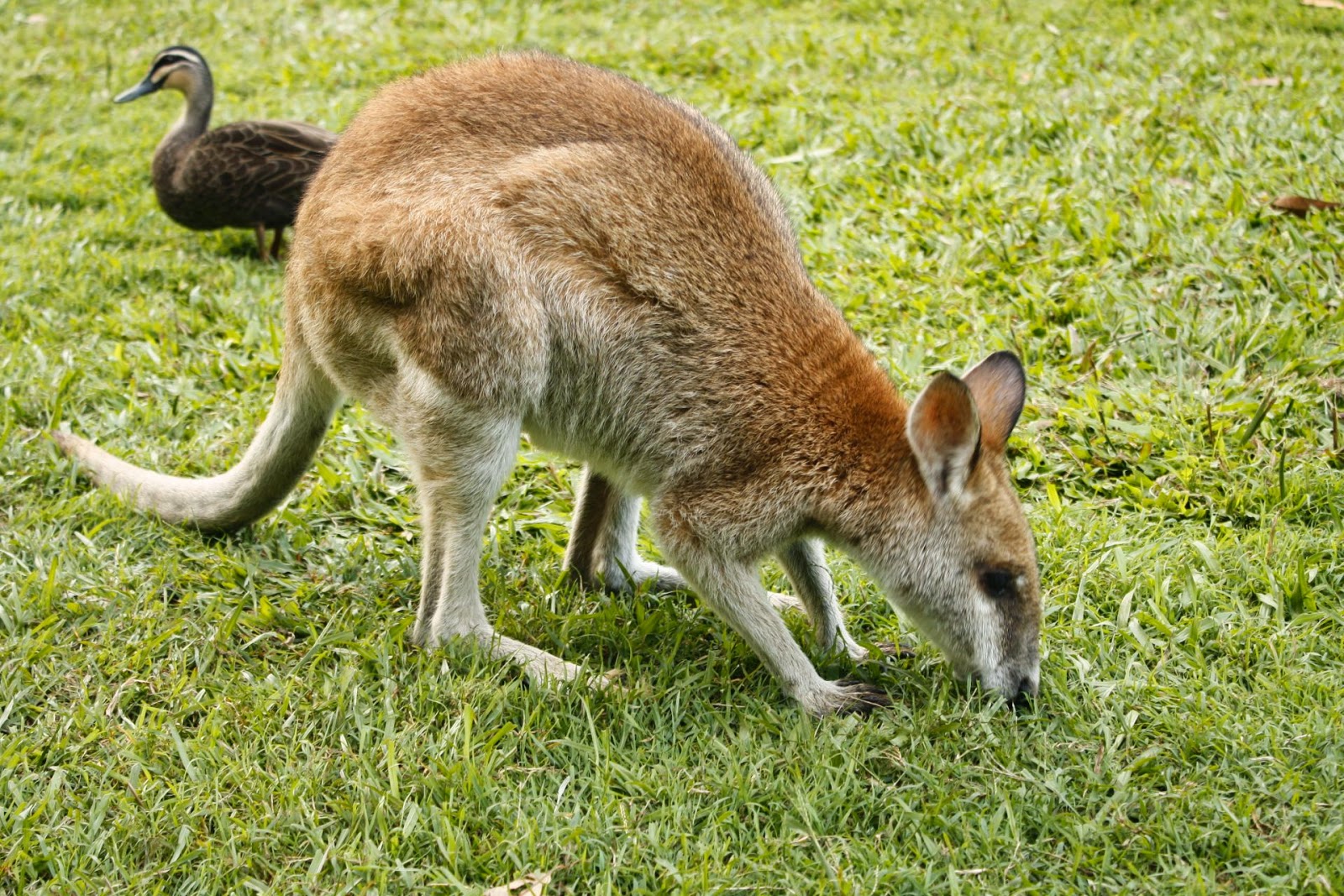 Crikey, mate! | Our Year In Australia