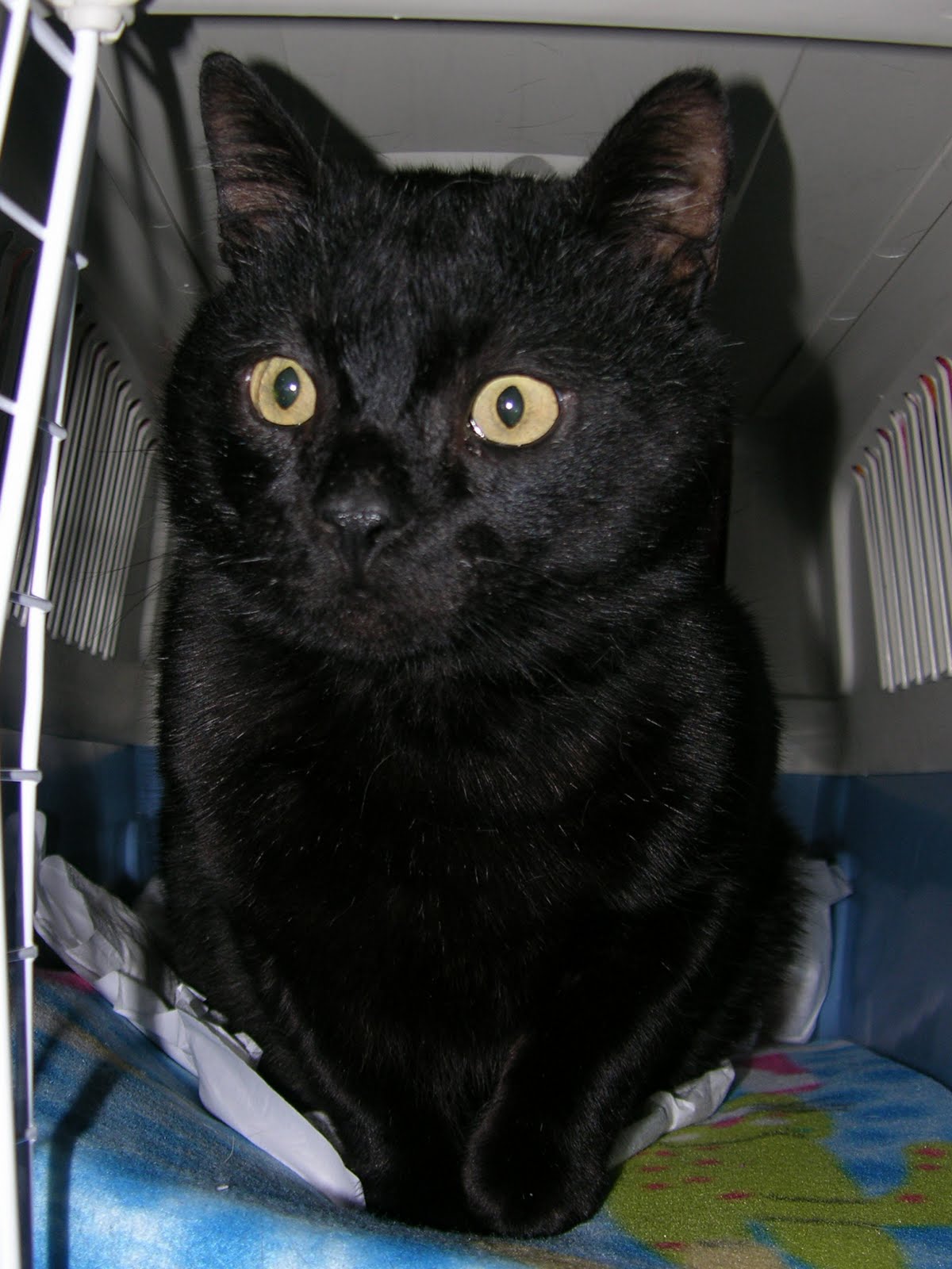 Projeto Resgate Animal: Godofredo - um gatão que precisa de muito amor ...