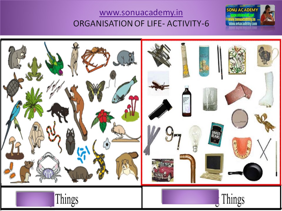 SONU ACADEMY: ORGANIZATION OF LIFE- ACTIVITY-6