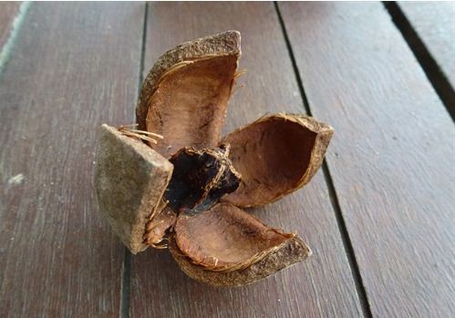 Riverine Parks: Khaya senegalensis