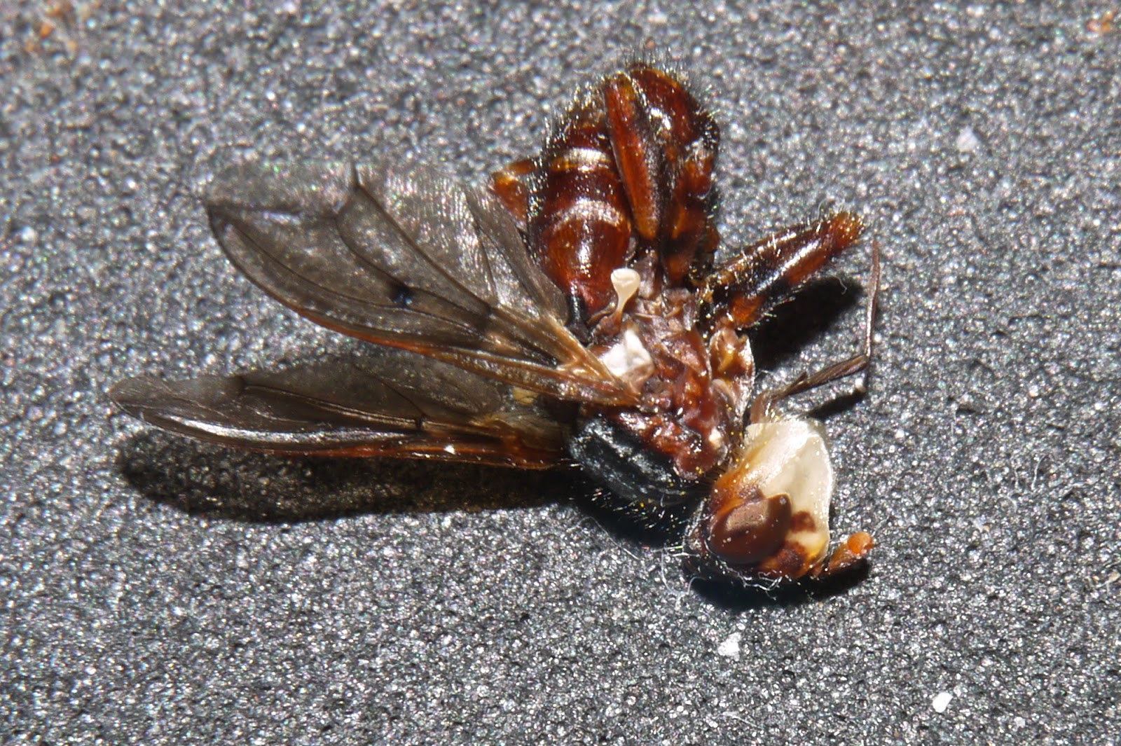 Northwest Norfolk Naturalists: Myopa testacea - a new conopid for the patch