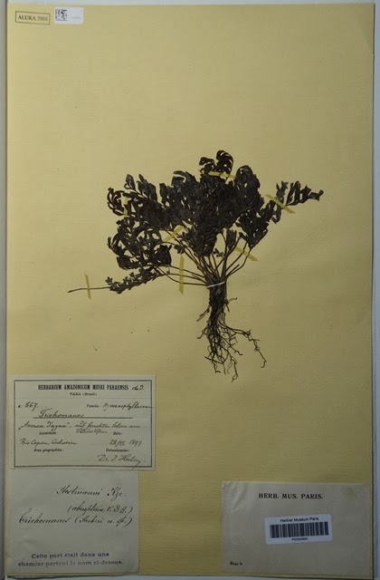 Jacques Huber and the Amazonian Botany: Plant collections