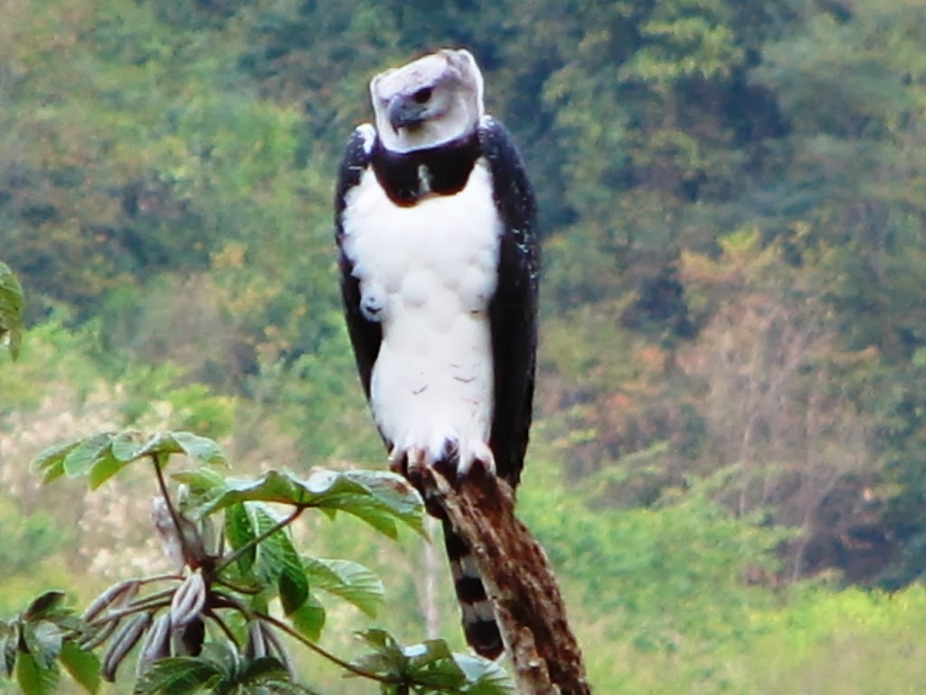 A VIDA EM "BIO": harpia