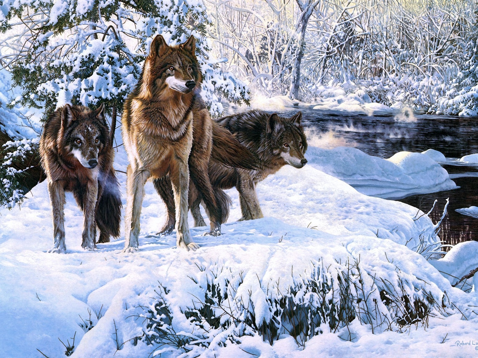 Fotografías de feroces lobos en campo natural