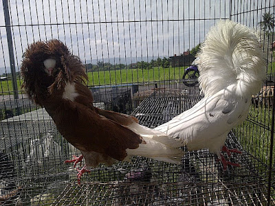 jenis jenis merpati hias yang sudah ada di indonesia | Pawiro Bird Farm ...