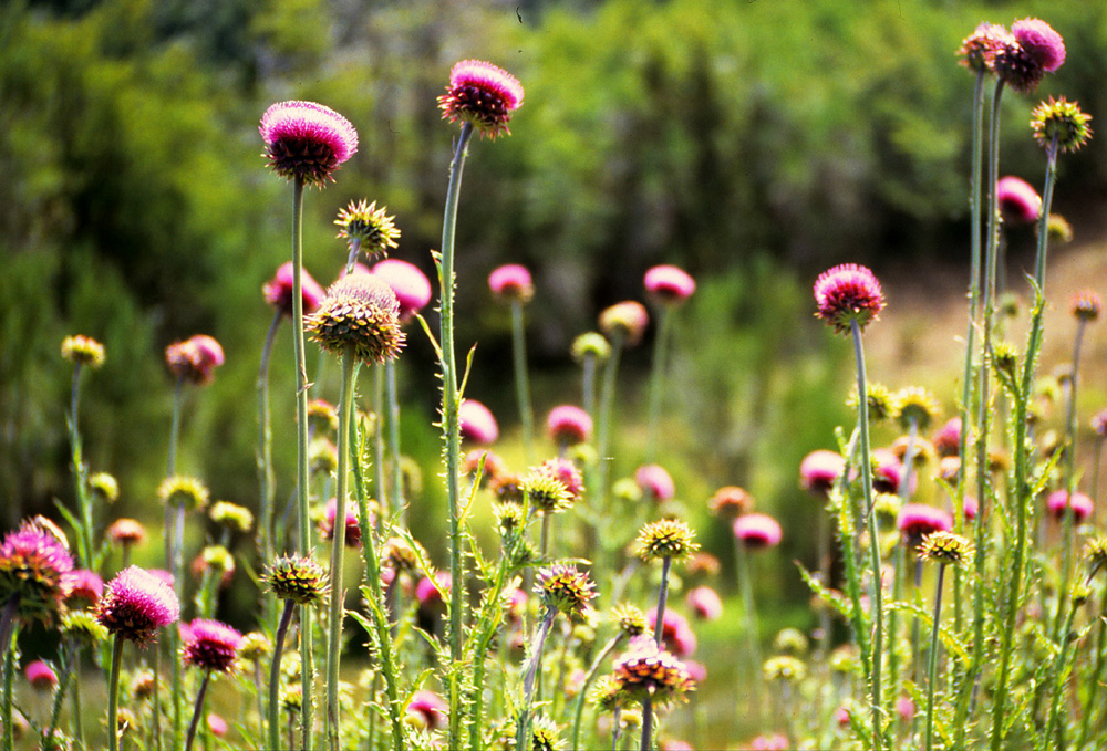 Patagonia, Chile, el mundo.: LA FLOR DEL CARDÓN
