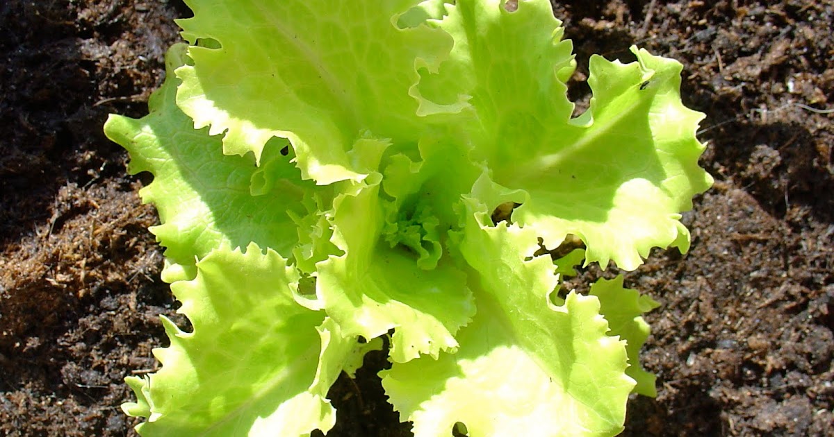 LA NUEVA GEOGRAFIA DE GAIA: LECHUGA