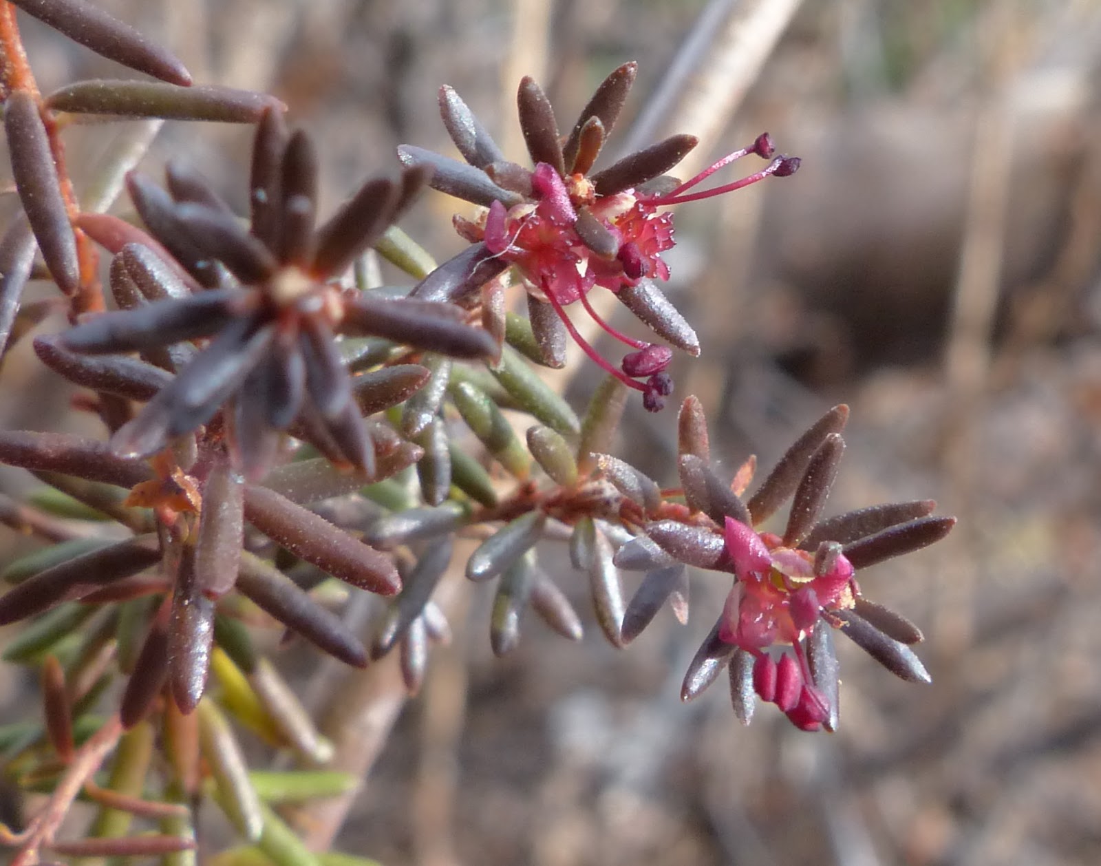 Yukon Wild Berries: crowberry/mossberry