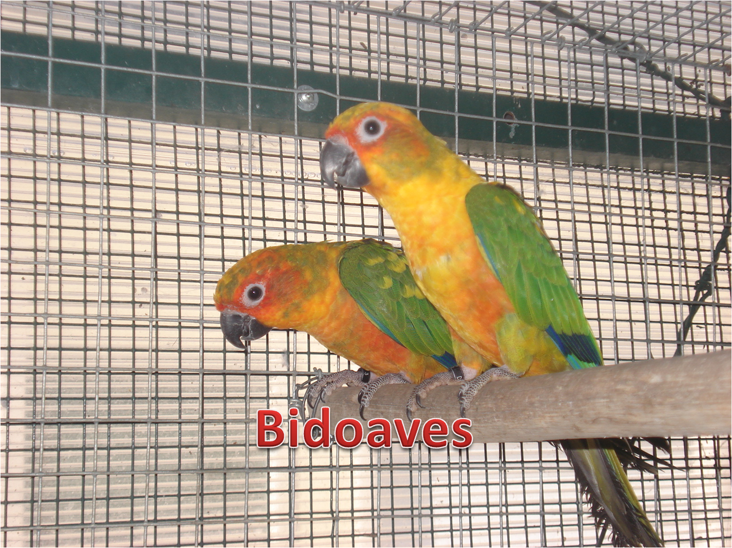 Bidoaves