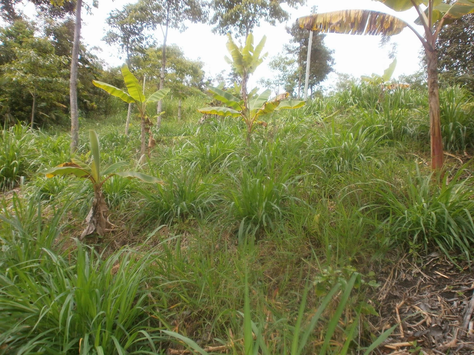 Clon cubano om-22 alternativa en Colombia como pasto de corte y ensilaje.