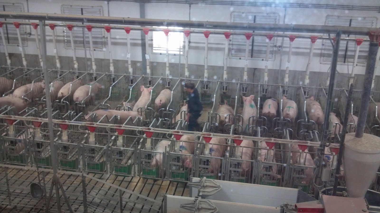 Acorns for Thought: Fair Oaks Pig Adventure