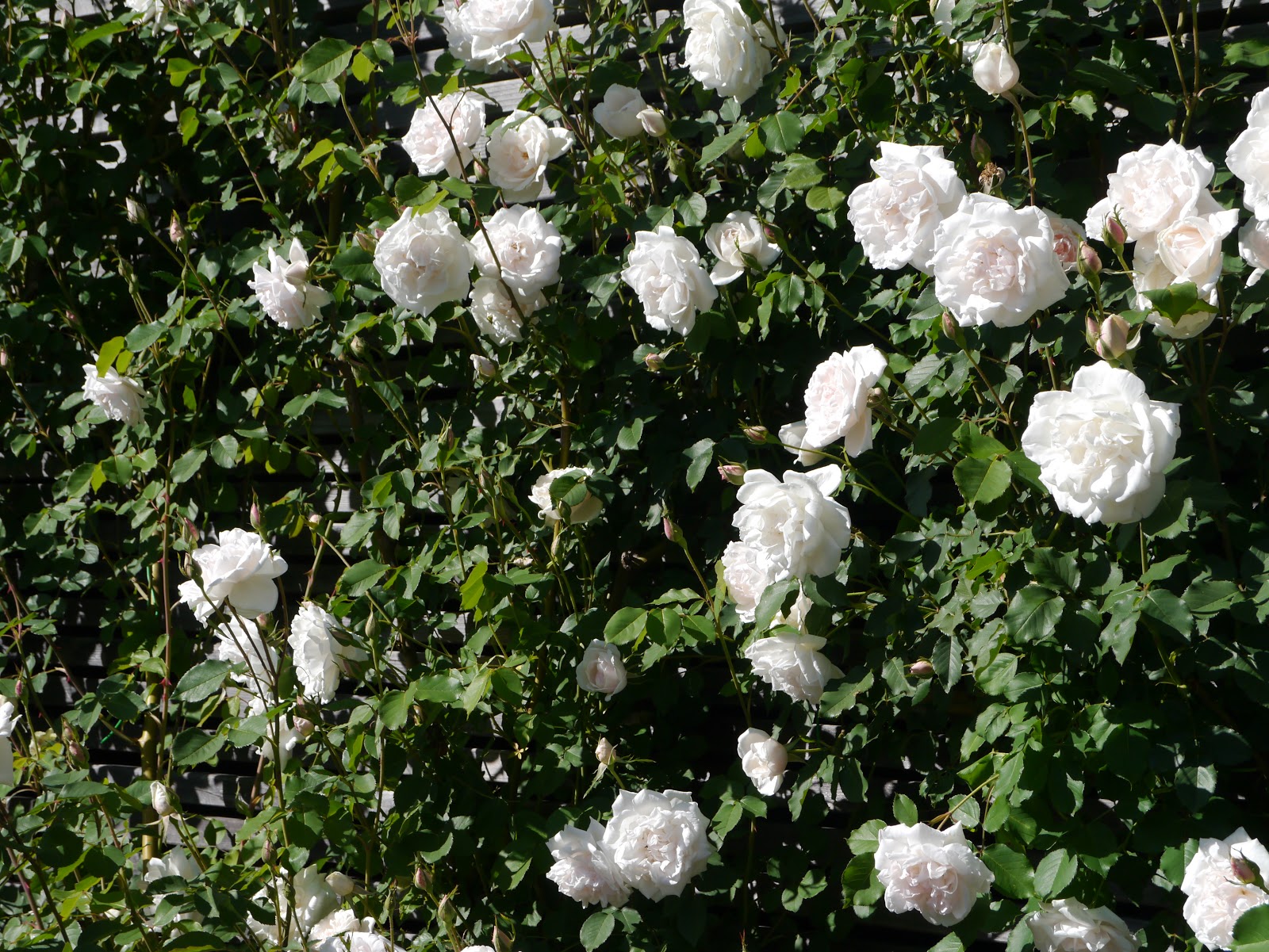 The Gleewoman's Notes: A New Cabin in the Fir-Woods, a Little Mole, the ...