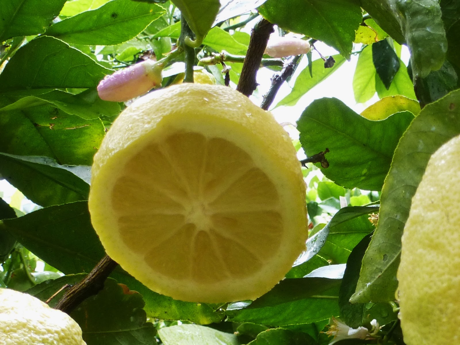 VITO VITELLI agronomo: LIMONE “VERNA” (Citrus limon). IL LIMONE DELL'ESTATE