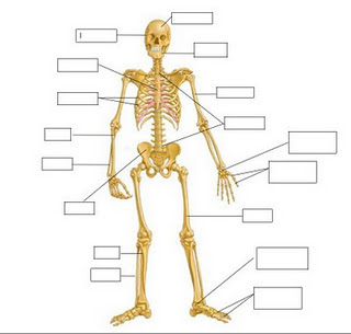 EDUCA'T!: Esquelet Humà