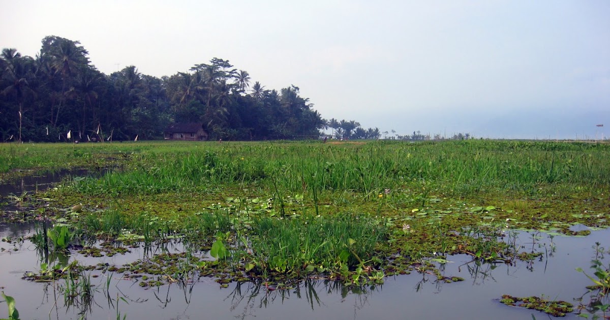 PORTAL GEOGRAFI : Rawa