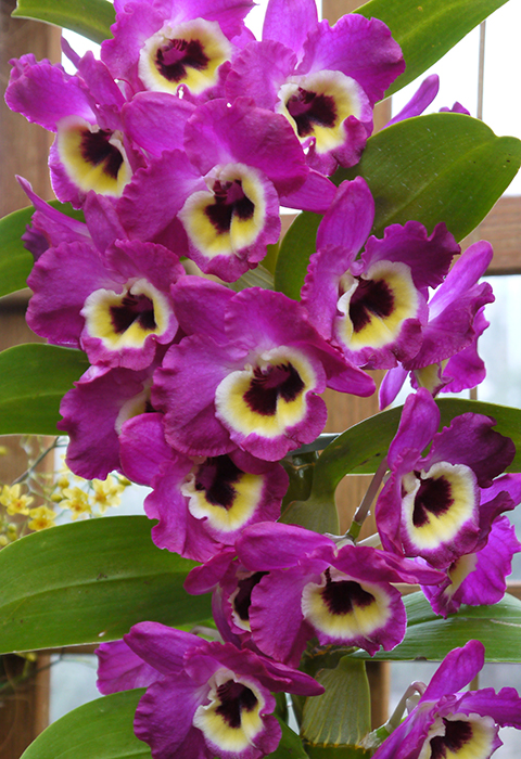 The Orchid Column: Where do I cut my Dendrobium after it blooms?
