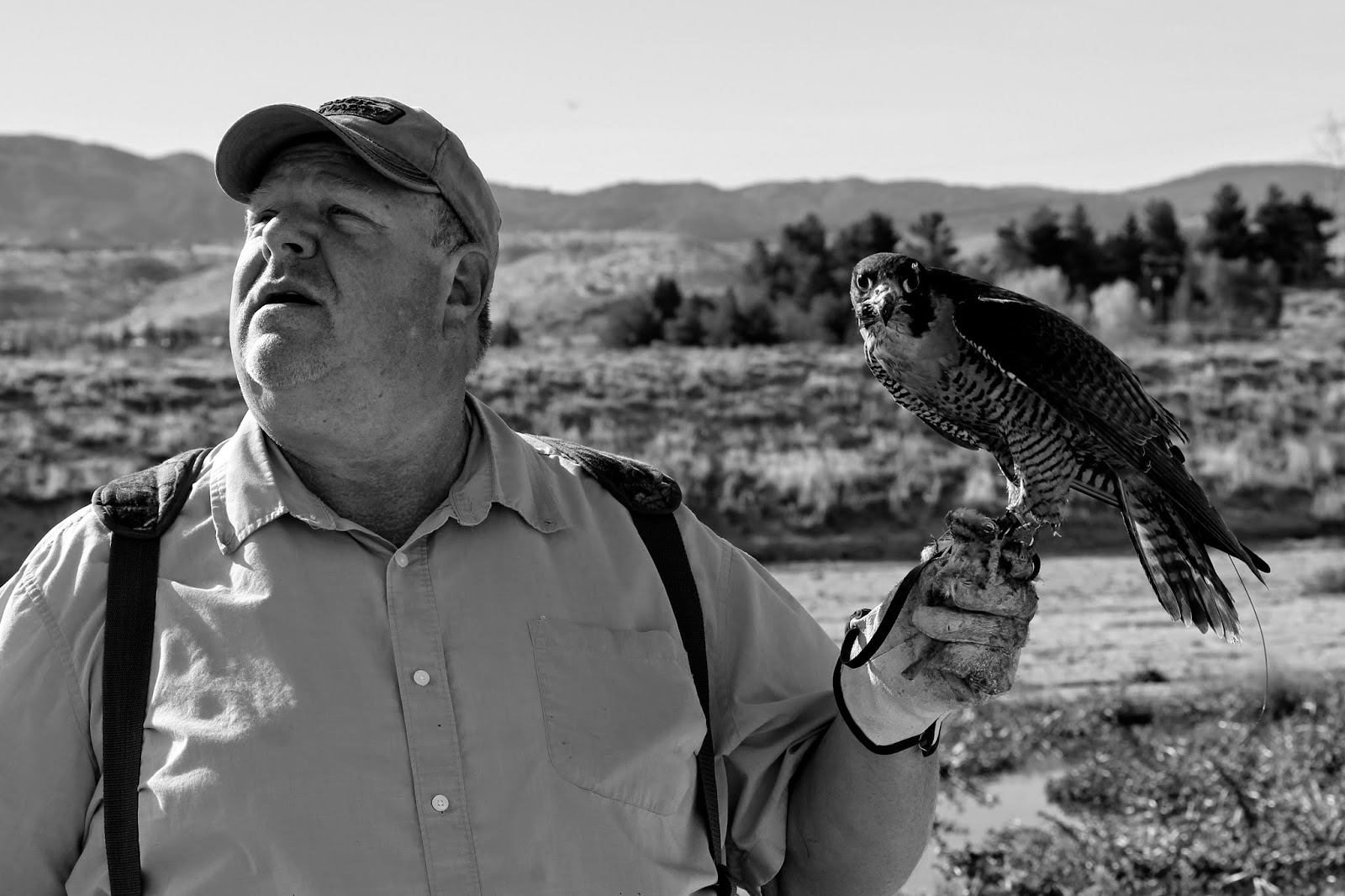 Gun the Peregrine Falcon
