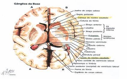 biologia: Cerebelo e Núcleos da Base (gânglios da base)