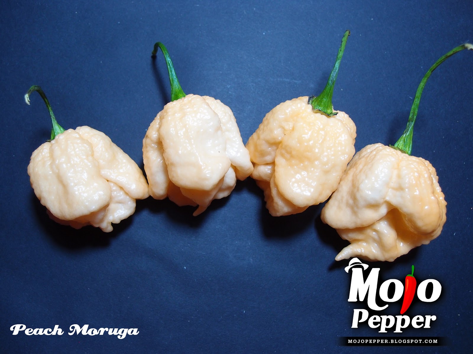 The Mojo Pepper - Just a Chili Pepper grower