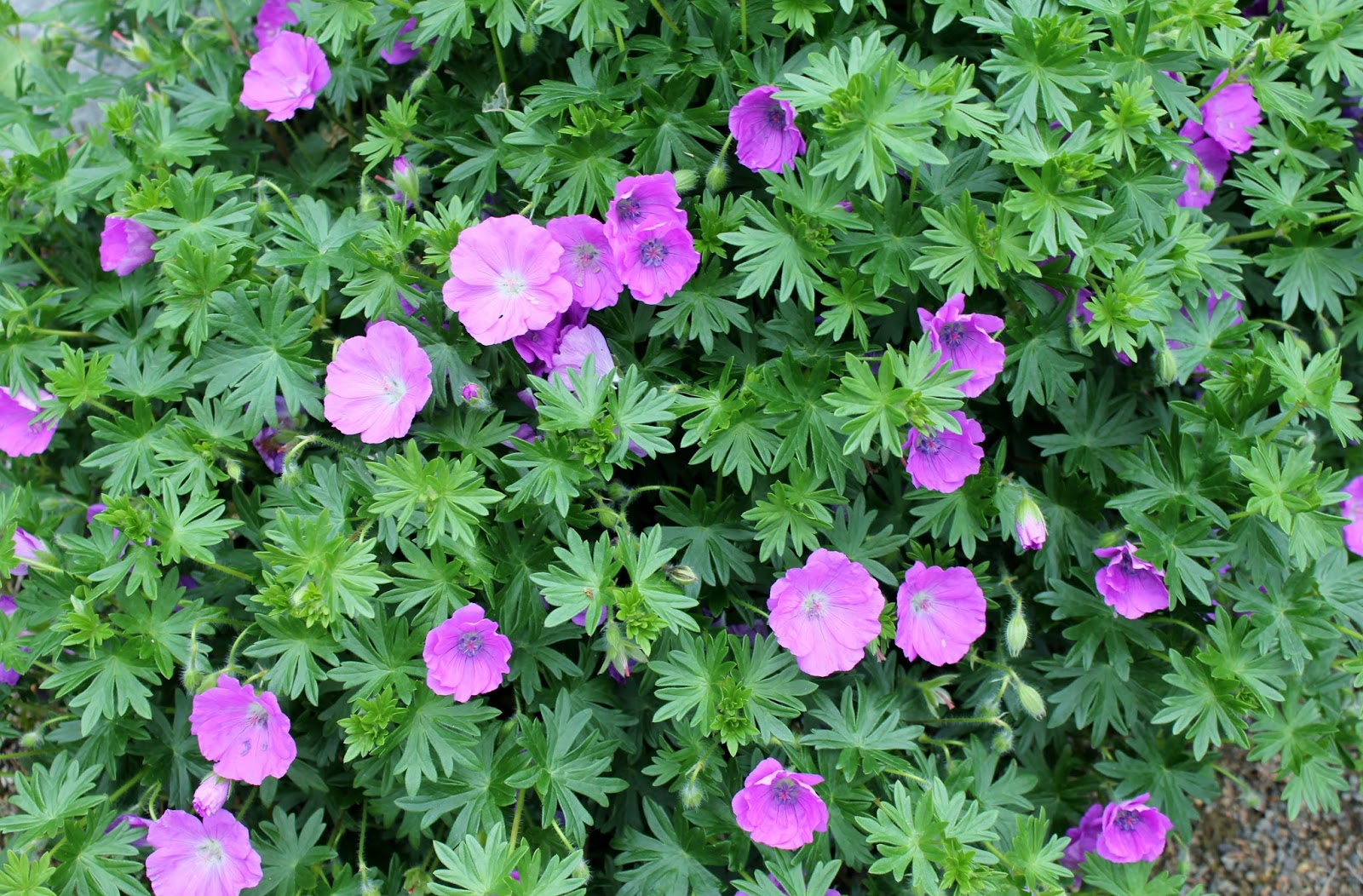 Kukka & Kaali: KASVEJA KAIKILLE AMMATTILAISILLE JA AMATÖÖREILLE