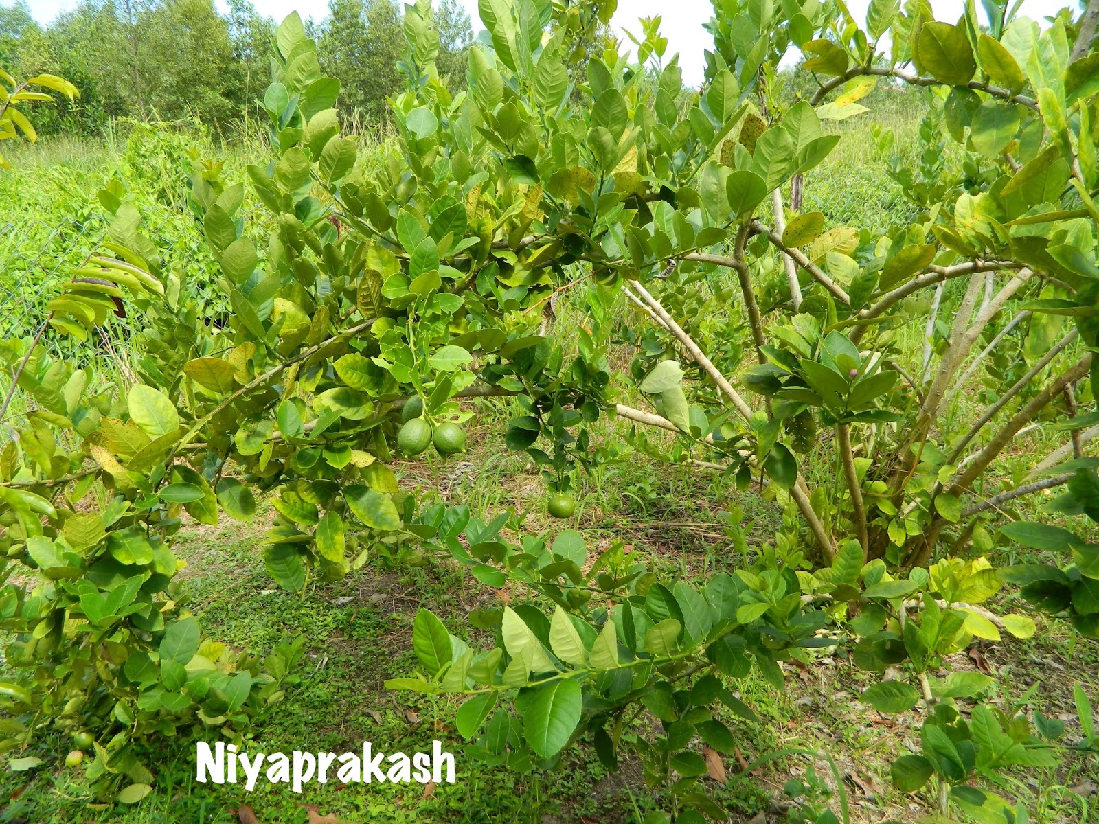 Niya's World: Photos of Sweet Lime & Australian Lemon in our backyard
