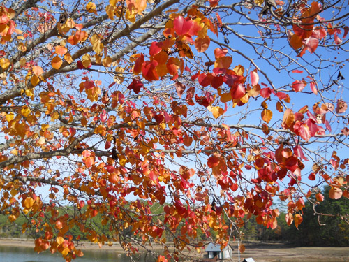 Cochino Lodge Weddings: Cotton and Malone Wedding at Cochino Lodge