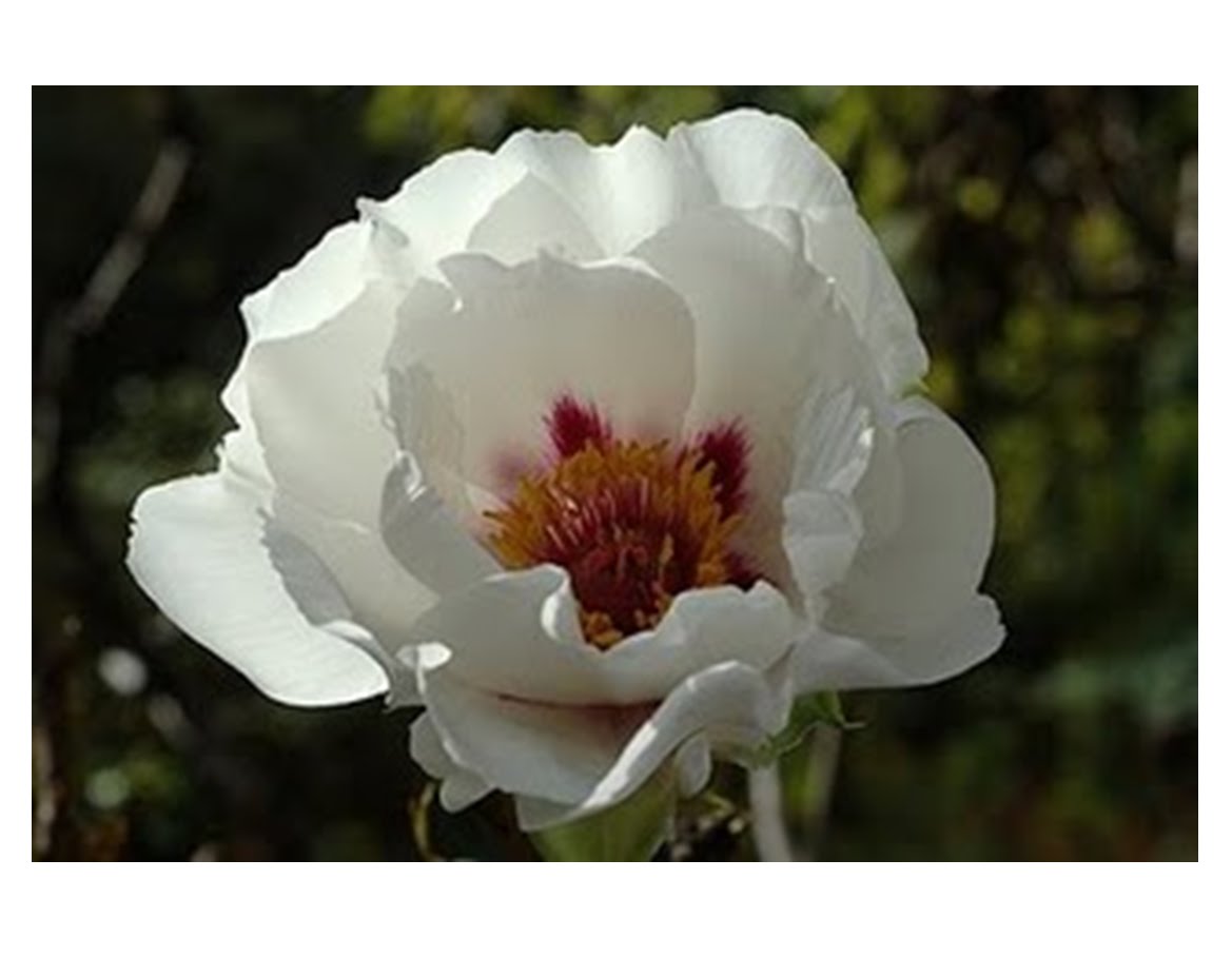 tropicalia: "flora de Angola"