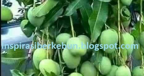Cara Mudah Agar Pohon Mangga Berbuat Lebat - Inspirasi Berkebun