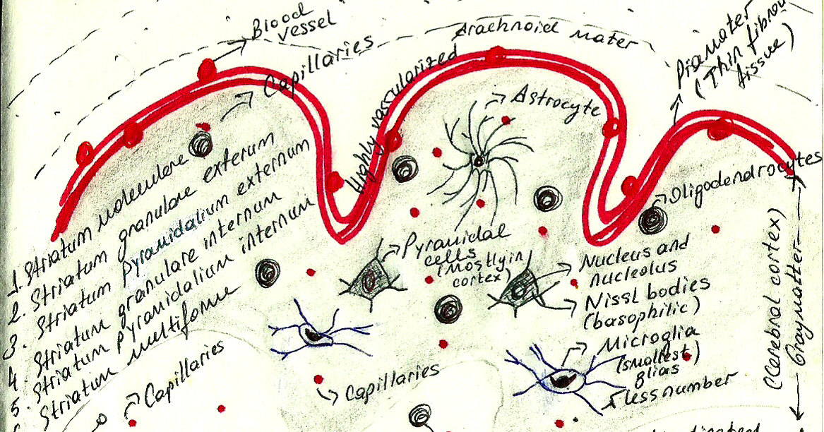 Serebrum Histoloji Laboratuvarı Çizimi