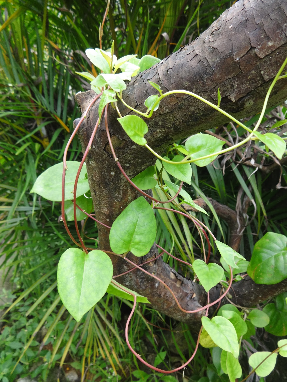Herbs from Distant Lands: Anredera cordifolia - Madeira Vine, Binahong ...