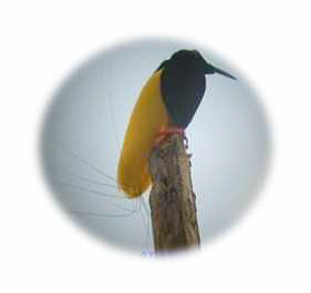 BIRD WATCHING PAPUA & WEST PAPUA - EAST INDONESIA: Nimbokrang | BIRD ...