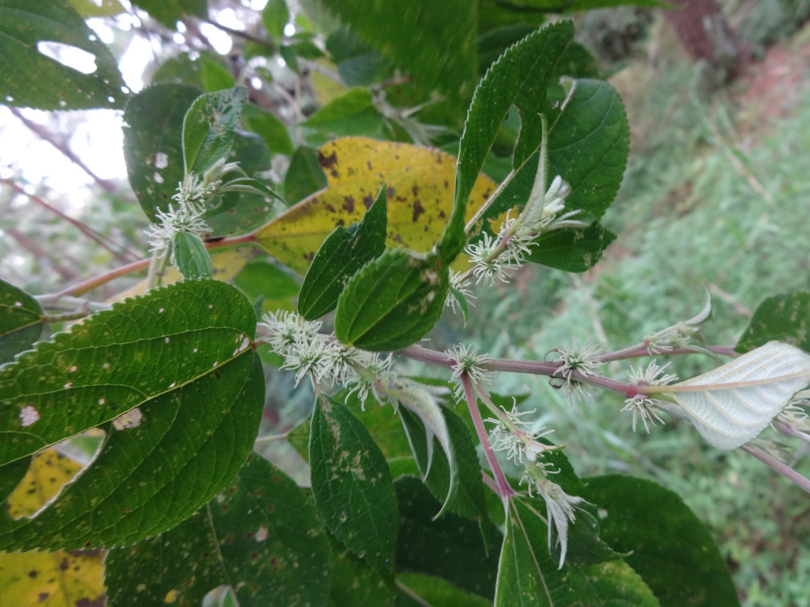 Herbs from Distant Lands: Pipturus spp. - Mamaki Tea, Handalamay, Armwe ...