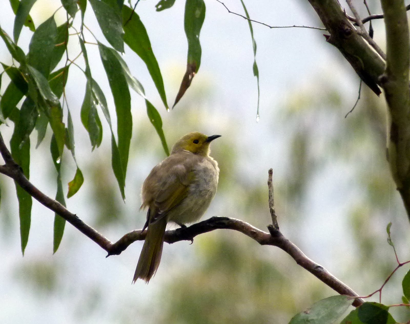 QUEENSLAND BIRDER - Birds and the natural world at home and away ...
