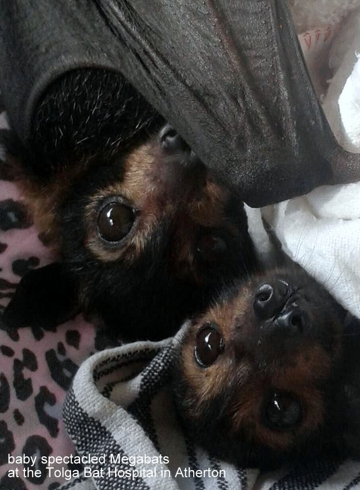 Two baby spectacled Megabats the Tolga Bat Hospital Flying-foxes Fruit bats