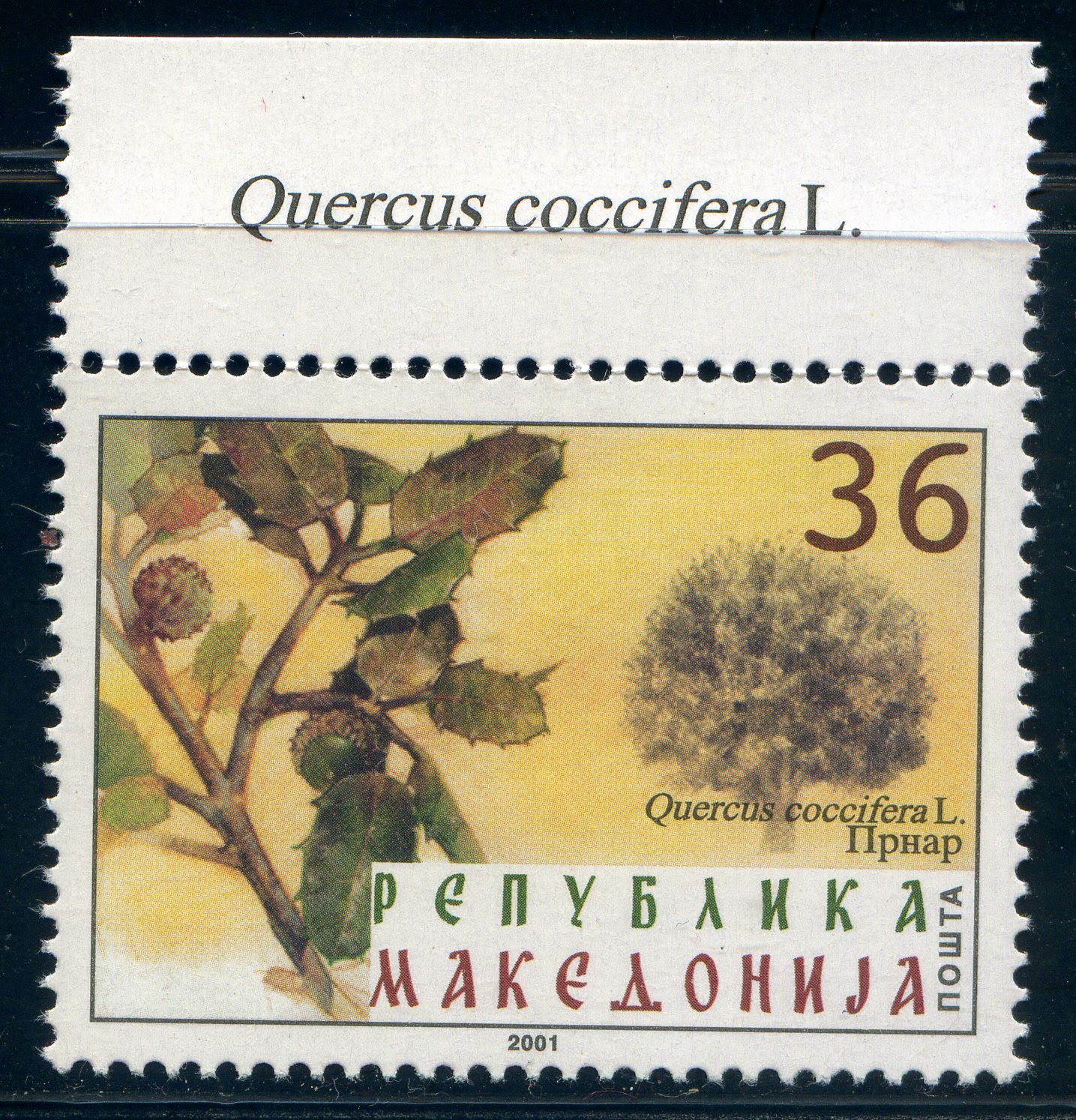 BIODIVERSIDAD FORESTAL: Biodiversidad Forestal(MACEDONIA)