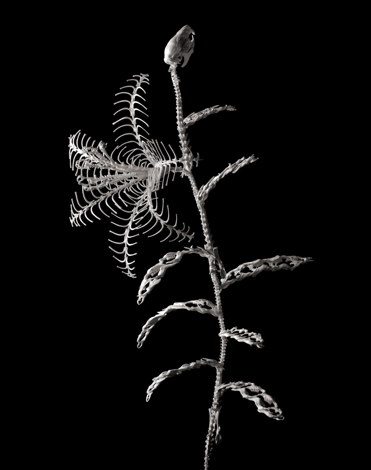 Simply Creative: Animal Bone Flowers by Hideki Tokushige