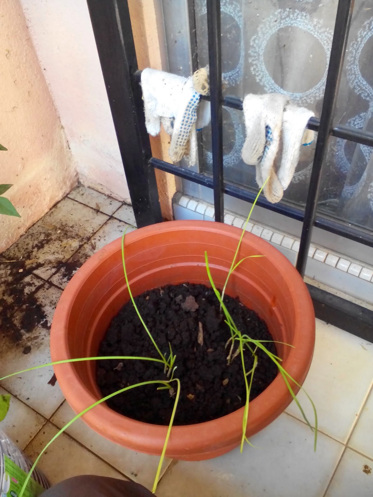 Kini Dan Selamanya: Projek Tanaman : Pokok Kucai