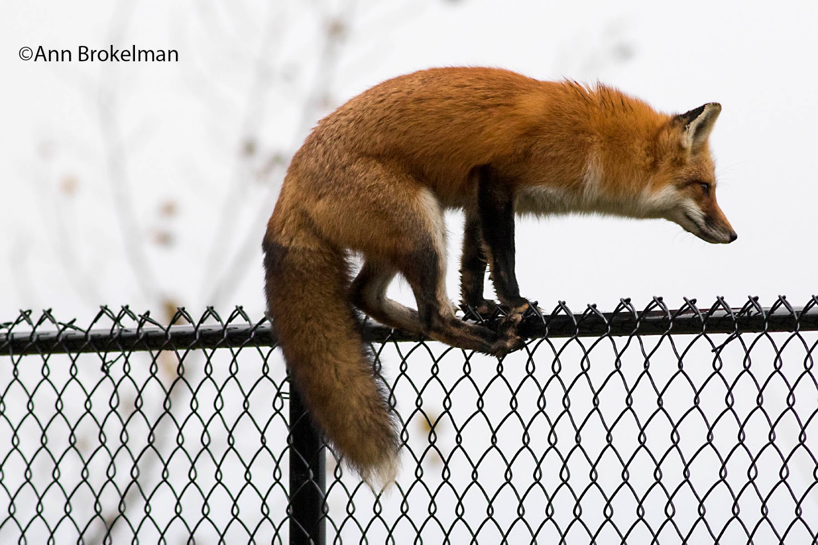 Ann Brokelman Photography: Red Fox loves to climb. Dec 2016