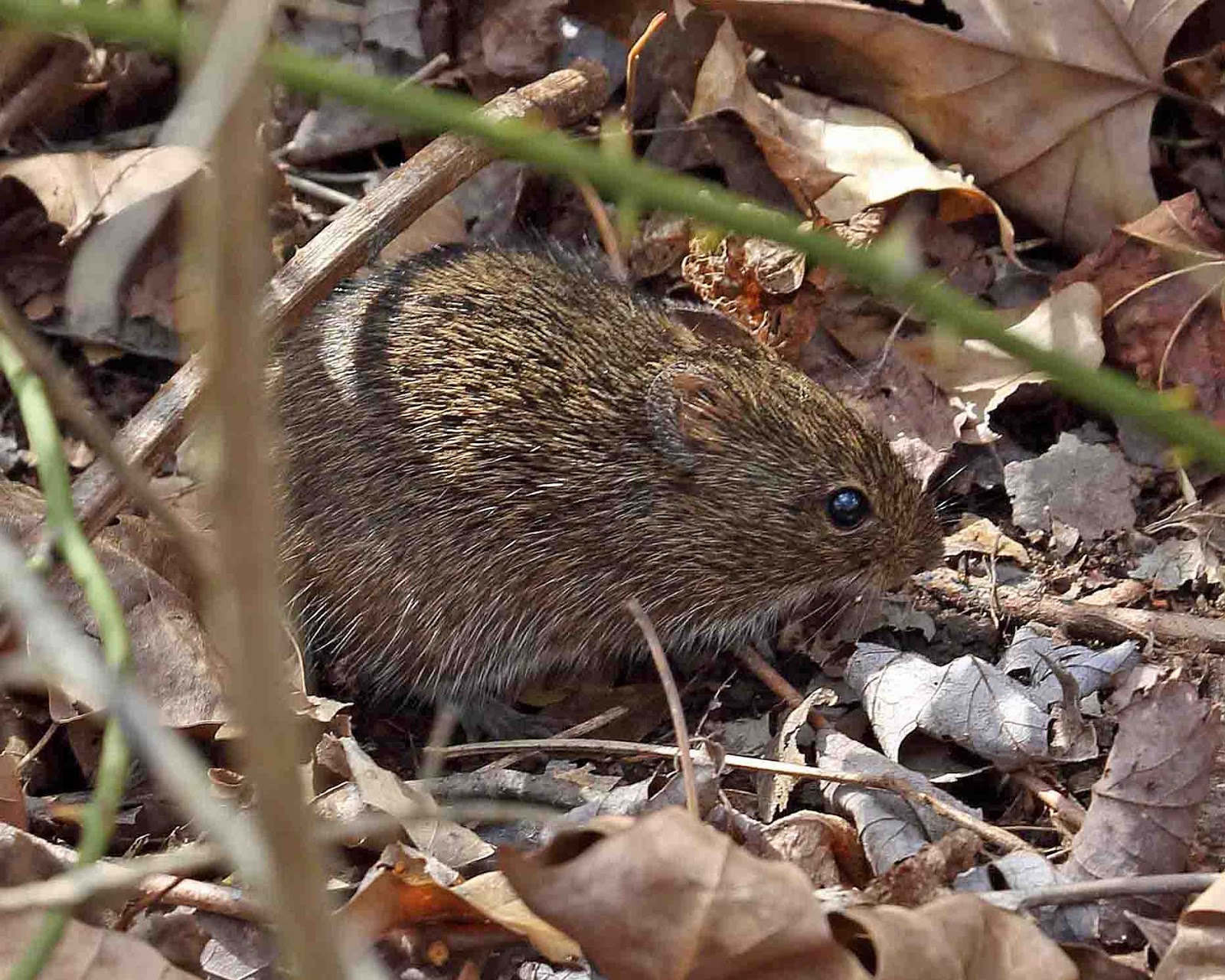 Exploring Nature in NC: Field Mouse