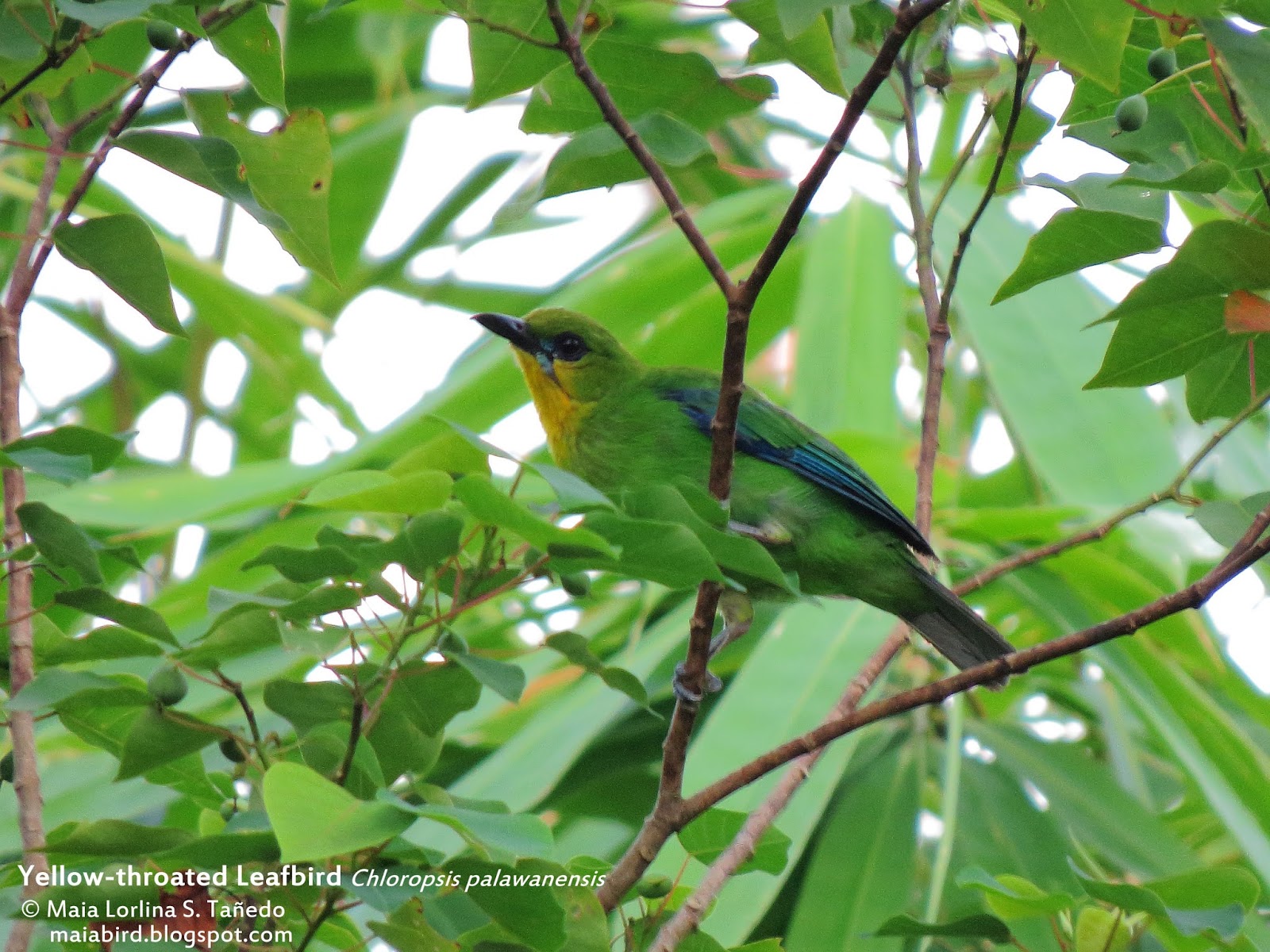 maiabird's brain: More Awesome Birds in Coron!