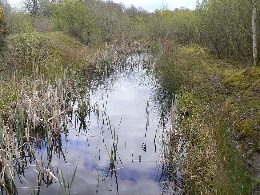 A Field Notebook: Rixton Clay Pits
