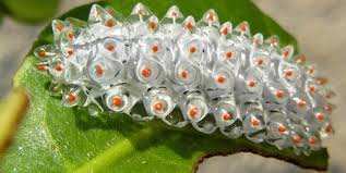 A JOIA DA NATUREZA - ACRAGA COA