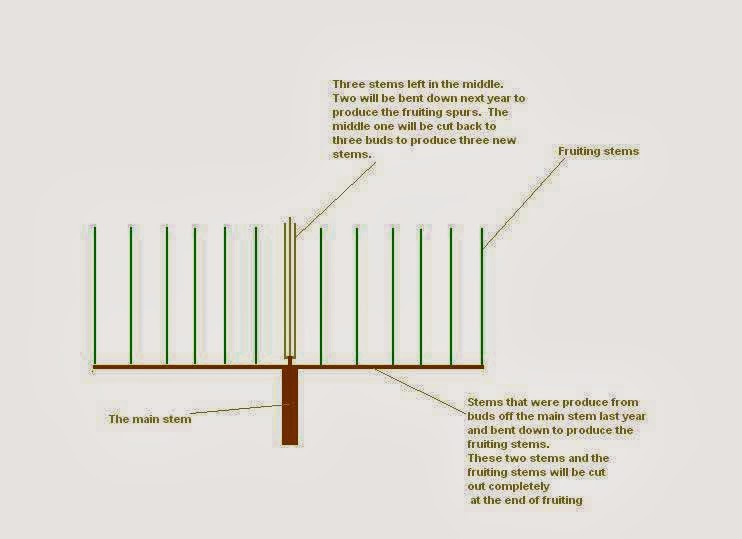 Allotment Garden: Starting to clear and triple dig an allotment (7)